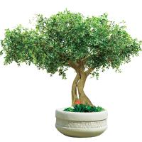 China 3m Height Artificial Landscape Trees Pittosporum Ficus Tree for office for sale