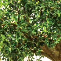 China 3m Height Artificial Landscape Trees Pittosporum Ficus Tree for office for sale