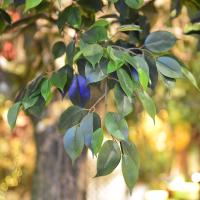 China Anti UV Artificial Banyan Tree Large Outdoor Foliage Plant UV Resistant Or Fire Retardent Leaves for sale