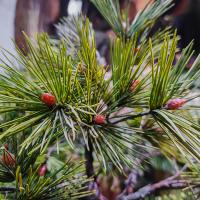 China 30m Artificial Landscape Trees Anti Aging Plant Dramatic Geen Foliage Lifelike Looking Pine Tree for sale