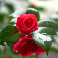 China Artificial Camellia Potted Plant No Litght Fresh Leaves Red And Green Mixed Plant Indoor Decor for sale