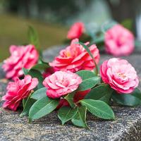 China Artificial Camellia Potted Plant No Litght Fresh Leaves Red And Green Mixed Plant Indoor Decor for sale