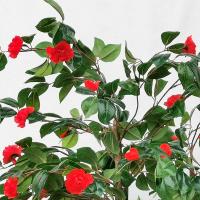 China Artificial Camellia Potted Plant No Litght Fresh Leaves Red And Green Mixed Plant Indoor Decor for sale