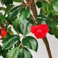 China Artificial Camellia Potted Plant No Litght Fresh Leaves Red And Green Mixed Plant Indoor Decor for sale