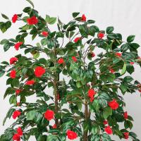 China Artificial Camellia Potted Plant No Litght Fresh Leaves Red And Green Mixed Plant Indoor Decor for sale