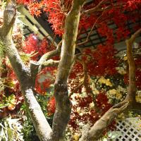 China 3m Artificial Maple Tree Real Looking No Color Fading Vibe Autumn Themed Plant for sale