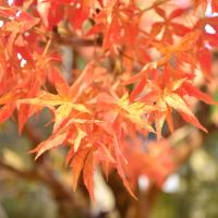 China 3m Artificial Maple Tree Real Looking No Color Fading Vibe Autumn Themed Plant for sale