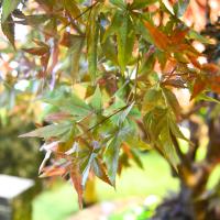 China 3m Artificial Maple Tree Real Looking No Color Fading Vibe Autumn Themed Plant for sale