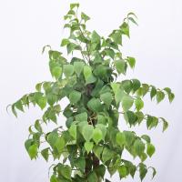 China Artificial Ficus 4 or 5 feet potted plants home office decoration indoor plants natural shape for sale