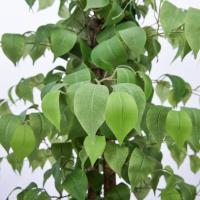 China Artificial Ficus 4 or 5 feet potted plants home office decoration indoor plants natural shape for sale