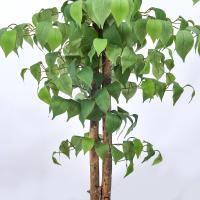 China Artificial Ficus 4 or 5 feet potted plants home office decoration indoor plants natural shape for sale