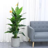 China Artificial Paradise Bird Indoor Decor Plants original design natural look evergreen plant for sale