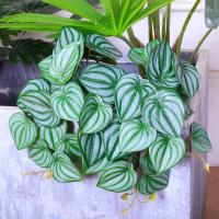 China Simulation Artificial Potted Floor Plants Silk Tree Bedroom Decoration for sale