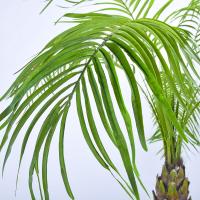 China Dorm Room 3 Meter Artificial Potted Floor Plants Phoenix Palm Tree Plants for sale