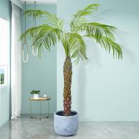 China Dorm Room 3 Meter Artificial Potted Floor Plants Phoenix Palm Tree Plants for sale