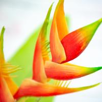 China New released artificial bird of paradise with flower for sale for sale