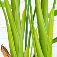 China New released artificial bird of paradise with flower for sale for sale