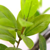 China Artificial mangrove tree green home deco hotel office potted tree for sale