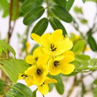 China Artificial cassia flowering tree yellow home deco hotel office potted tree for sale
