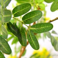 China Artificial cassia flowering tree yellow home deco hotel office potted tree for sale