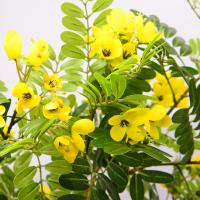 China Artificial cassia flowering tree yellow home deco hotel office potted tree for sale