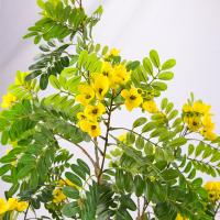 China Artificial cassia flowering tree yellow home deco hotel office potted tree for sale