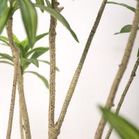 China Artificial special-shaped dracaena Reflexa tree green home deco hotel office potted tree for sale