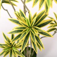 China Artificial special-shaped dracaena Reflexa tree green home deco hotel office potted tree for sale