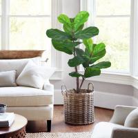 China Bathroom Decorative Artificial Potted Floor Plants Fiddle Leaf Fig for sale