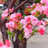 China 250cm Plastic Artificial Cherry Blossom Tree Decoration Plant For Reception Center for sale
