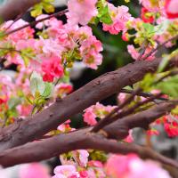 China 250cm Plastic Artificial Cherry Blossom Tree Decoration Plant For Reception Center for sale