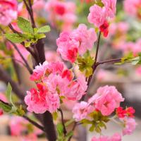 China 250cm Plastic Artificial Cherry Blossom Tree Decoration Plant For Reception Center for sale
