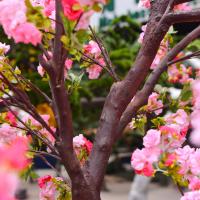 China 250cm Plastic Artificial Cherry Blossom Tree Decoration Plant For Reception Center for sale