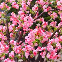 China 250cm Plastic Artificial Cherry Blossom Tree Decoration Plant For Reception Center for sale