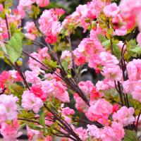 China 250cm Plastic Artificial Cherry Blossom Tree Decoration Plant For Reception Center for sale