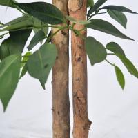 China Flame Retardant H180cm Artificial Ficus Plant , Ficus Fake Tree Natural Look for sale