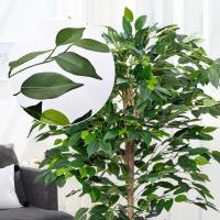 China Flame Retardant H180cm Artificial Ficus Plant , Ficus Fake Tree Natural Look for sale