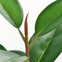 China Artificial Potted Floor Plants Small Ficus Pandurata For Garden Decoration for sale