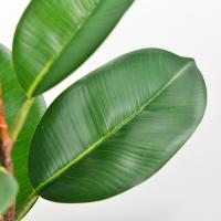China Artificial Potted Floor Plants Small Ficus Pandurata For Garden Decoration for sale