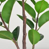 China Artificial Potted Floor Plants Small Ficus Pandurata For Garden Decoration for sale