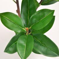 China Artificial Potted Floor Plants Small Ficus Pandurata For Garden Decoration for sale