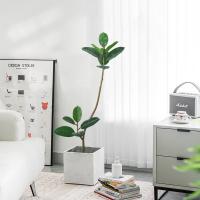 China Artificial Potted Floor Plants Small Ficus Pandurata For Garden Decoration for sale