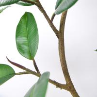 China Artificial Potted Floor Plants Small Ficus Pandurata For Garden Decoration for sale