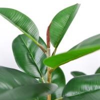 China Artificial Potted Floor Plants Small Ficus Pandurata For Garden Decoration for sale