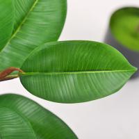 China Artificial Potted Floor Plants Small Ficus Pandurata For Garden Decoration for sale