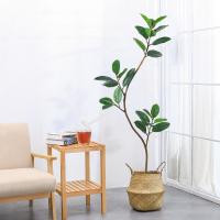China Artificial Potted Floor Plants Small Ficus Pandurata For Garden Decoration for sale