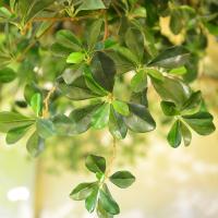 China Height 300cm Artificial Realistic Fake Trees , Realistic Fake Trees All Season for sale