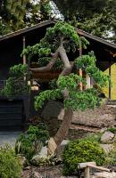 China Dorm Room Decorative Artificial Potted Pine Tree 280cm Height for sale