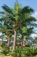 China Large S Shape Artificial Coconut Palm Tree Height 4-15m UV Resistance for sale