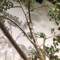 China Custom Corner Artificial Ficus Tree Space Decoration Minimalist Style for sale